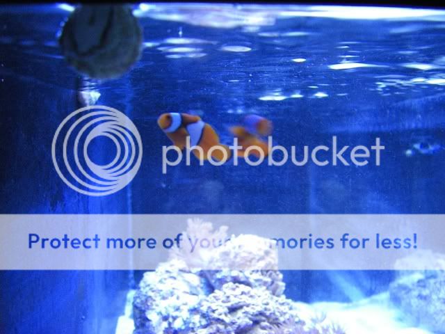 DIY 20L all in one - Reef Central Online Community