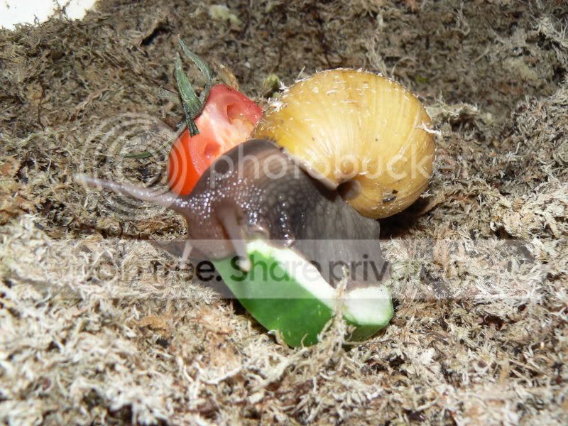 Giant African Land Snail - substrate? | Reptile Forums
