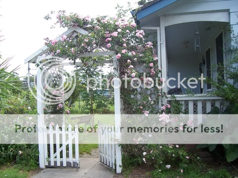 Renae rose on archway.