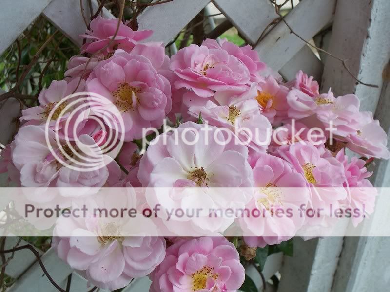 Renae rose on archway.