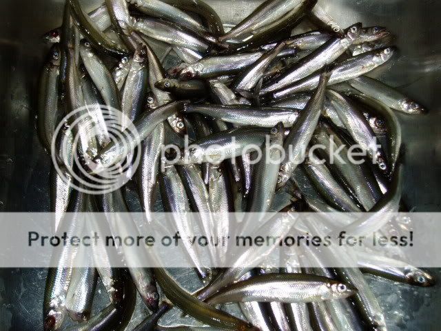 Smelts & More Smelts - Fishing Forum - Niagara Fishing Forum