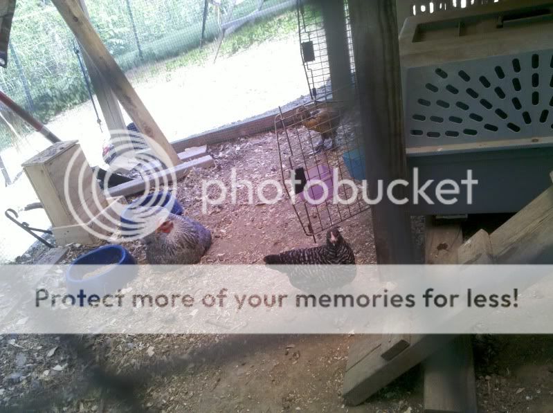 Crippled chicken | BackYard Chickens - Learn How to Raise Chickens