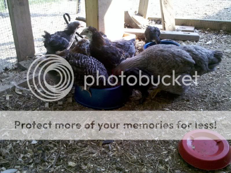 Crippled chicken | BackYard Chickens - Learn How to Raise Chickens