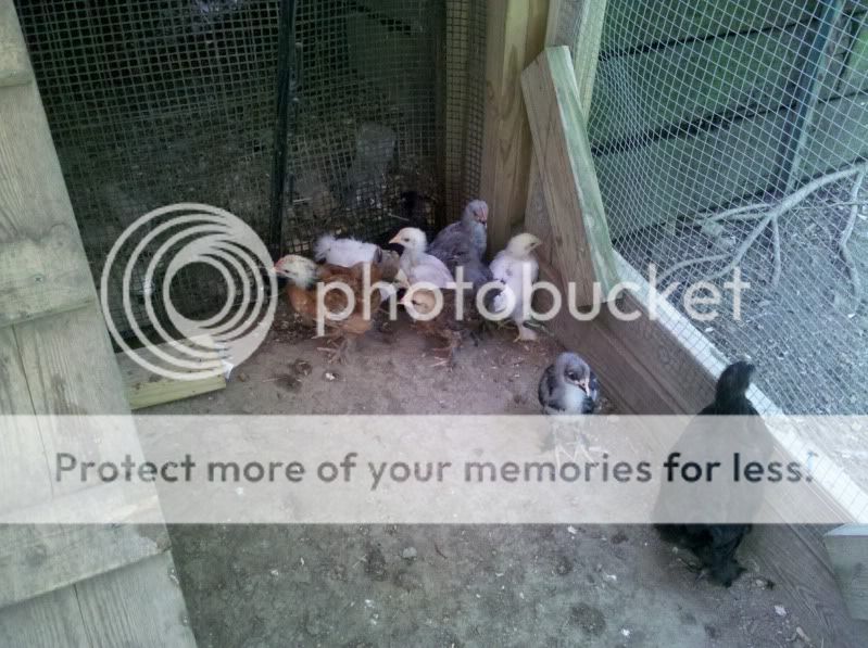 Crippled chicken | BackYard Chickens - Learn How to Raise Chickens