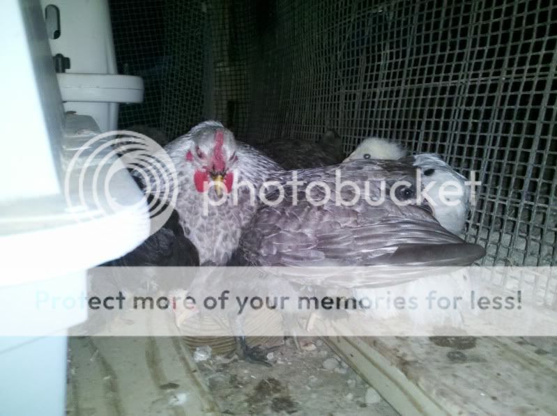 Crippled chicken | BackYard Chickens - Learn How to Raise Chickens