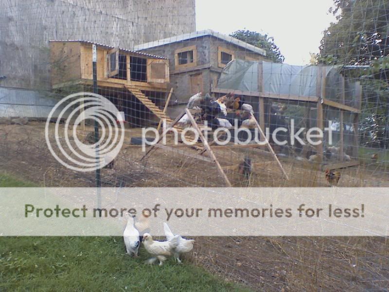 Best material to make walkway up a slippery hill? | BackYard Chickens ...