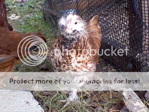Weird Salmon Faverolle coloring? New pics... | BackYard Chickens ...