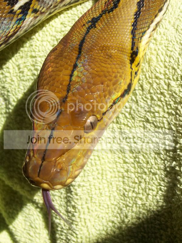 Reptielenforum • Toon onderwerp - 2.0 Python reticulatus