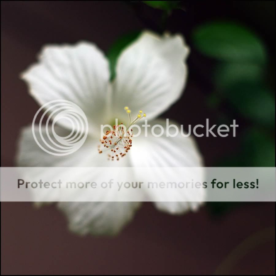 Takumar club - Page 648 - PentaxForums.com